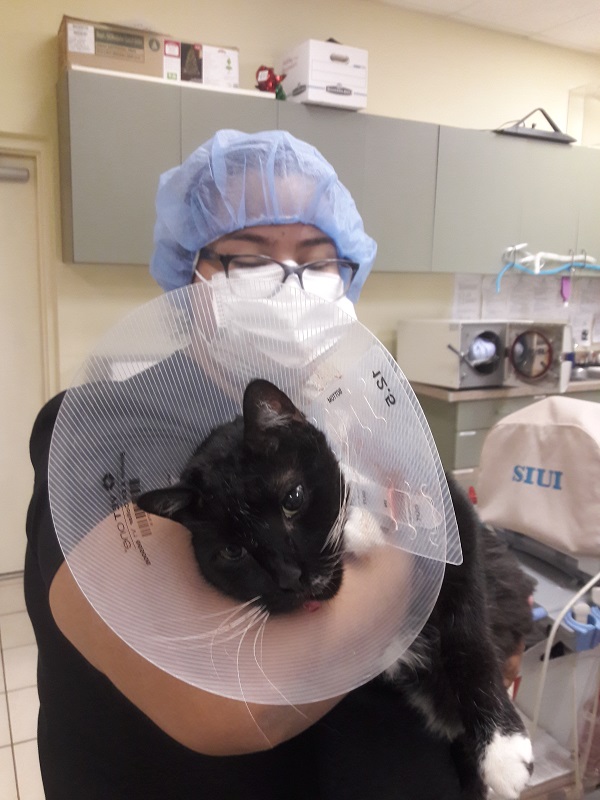 Health Screening to Prevent Emergencies | Mitchell Hammock Pet Hospital ...