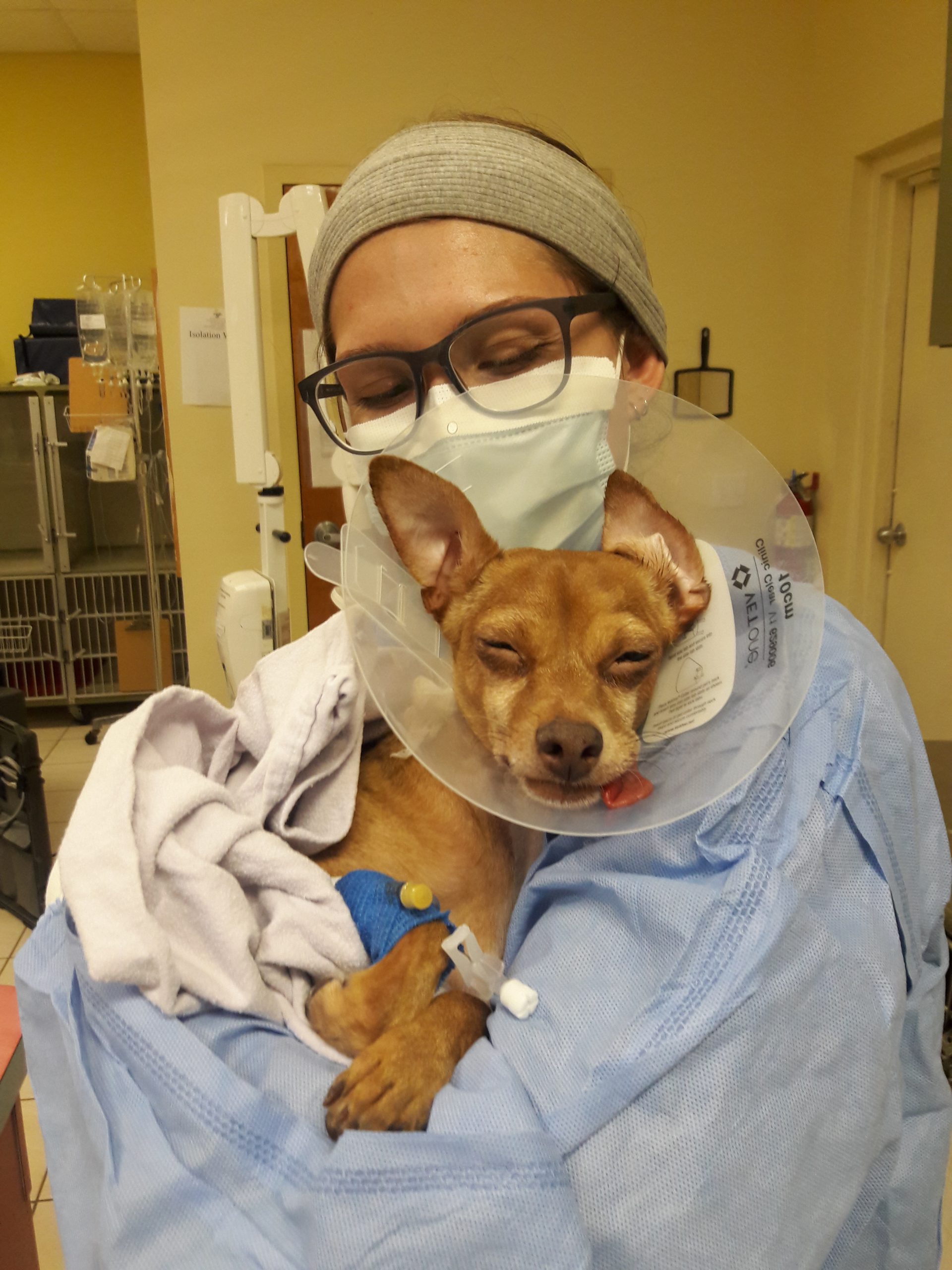 Emergencies in Cats and Dogs | Mitchell Hammock Pet Hospital & Boarding