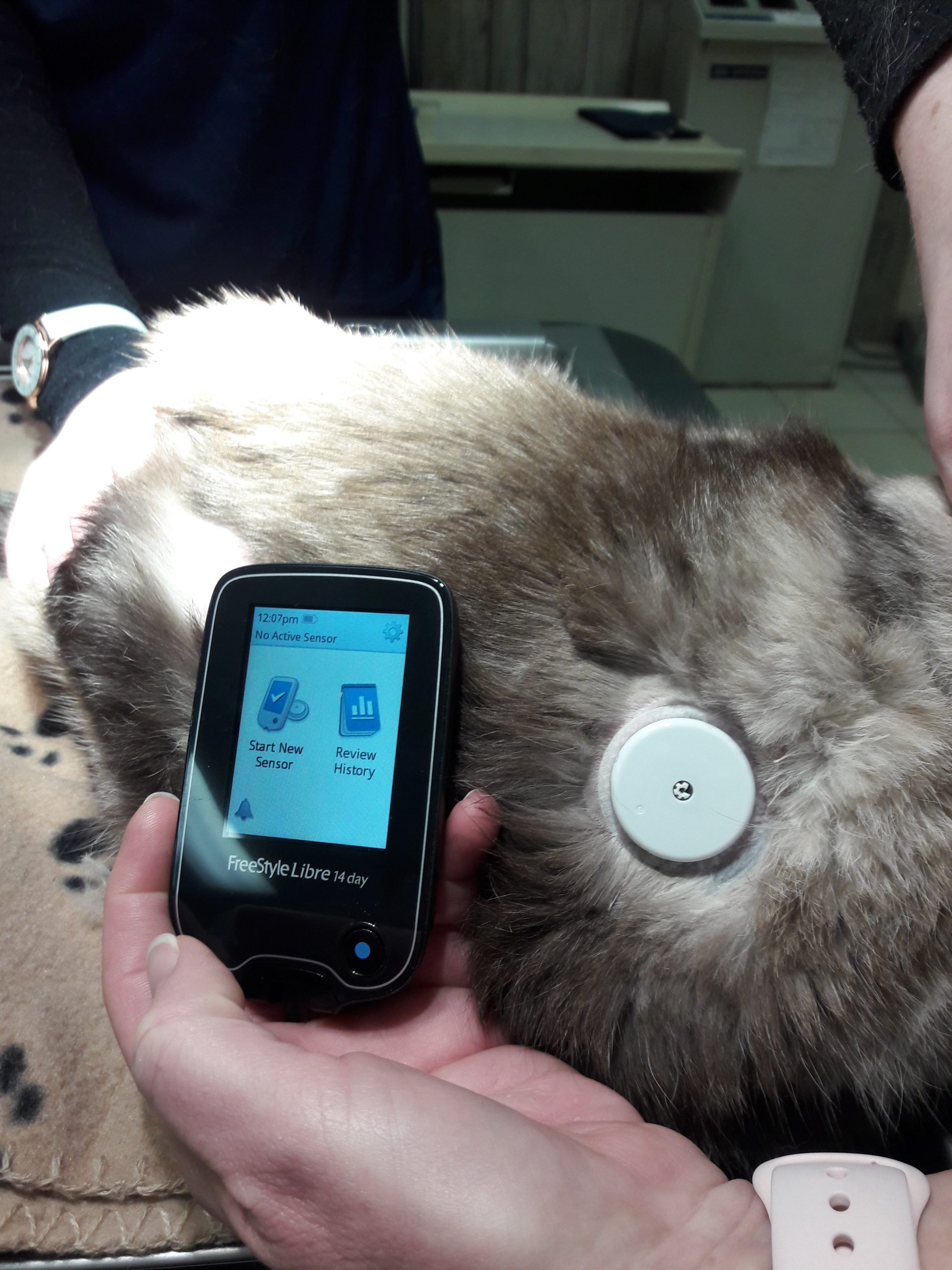 Emergencies in Cats and Dogs | Mitchell Hammock Pet Hospital & Boarding